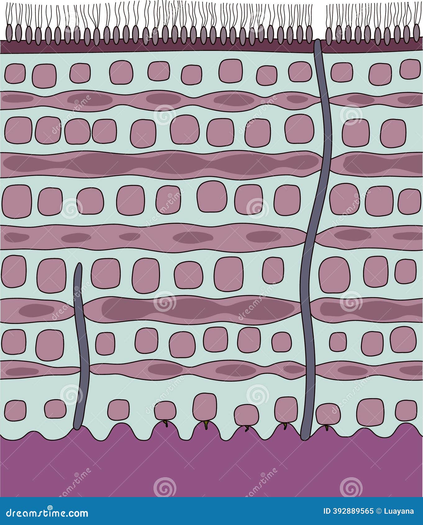 Eye Structure Diagram-Japanese- (Cross-Section Including Cornea ...