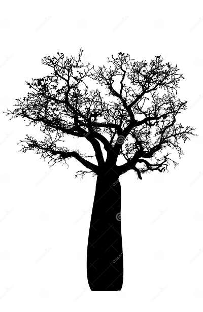 Australian Boab Tree on White Background Stock Vector - Illustration of ...