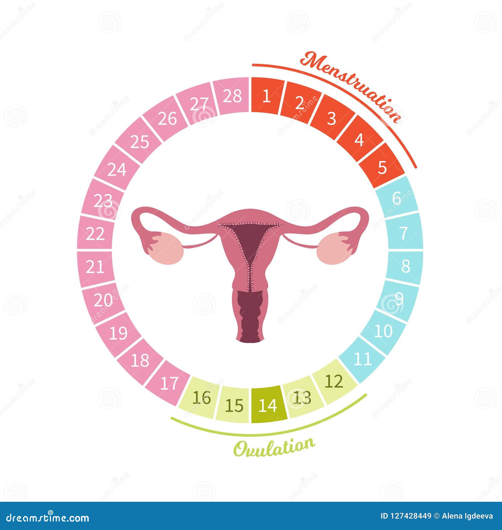 Ovary And Uterine Cycle Vector Illustration 17184676
