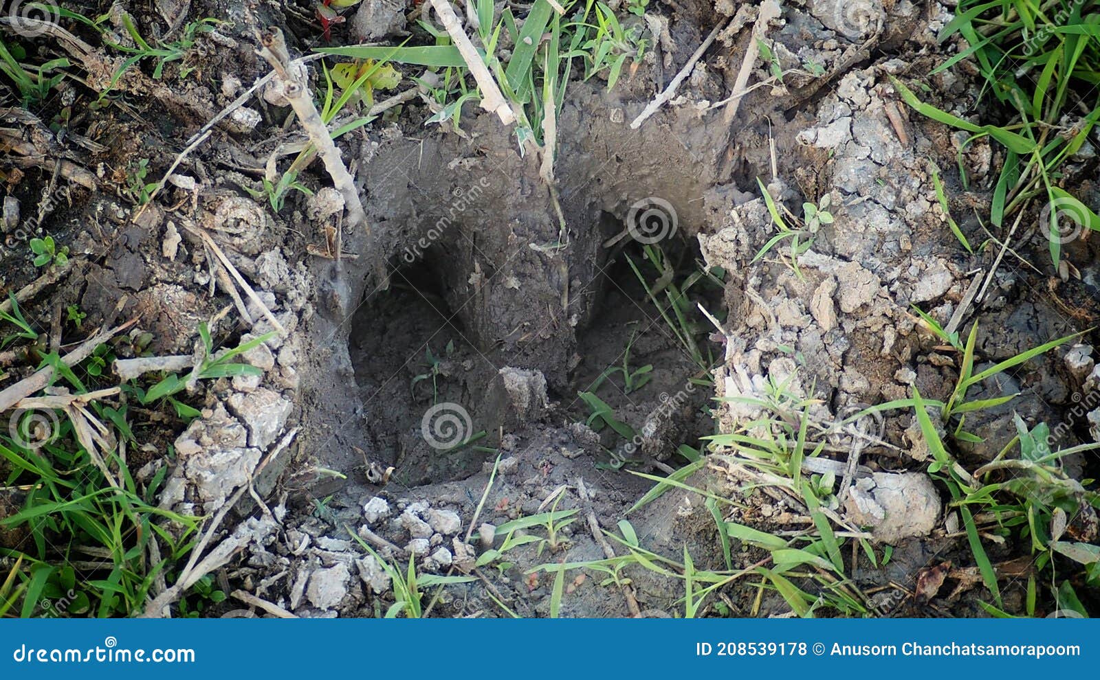 The Print Footprints of Buffalo. Stock Photo - Image of garden, produce ...