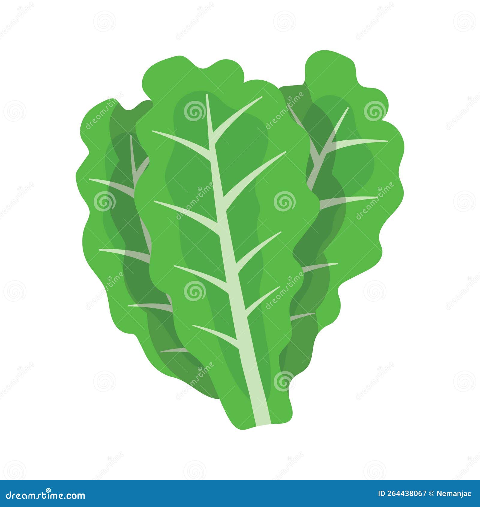 Green lettuce stock vector. Illustration of nutrition - 264438067