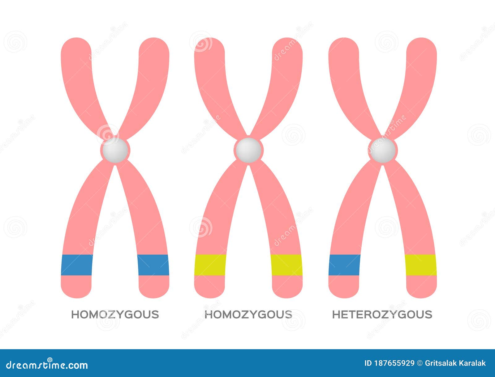 Homozygous and Heterozygous Vector / DNA Site Stock Vector ...