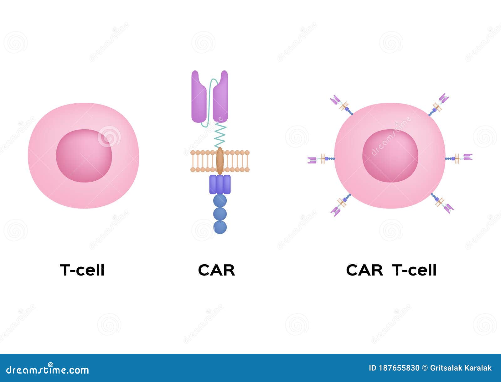 Chimeric Antigen Receptor T Cells. CAR T Cells Cartoon Vector ...