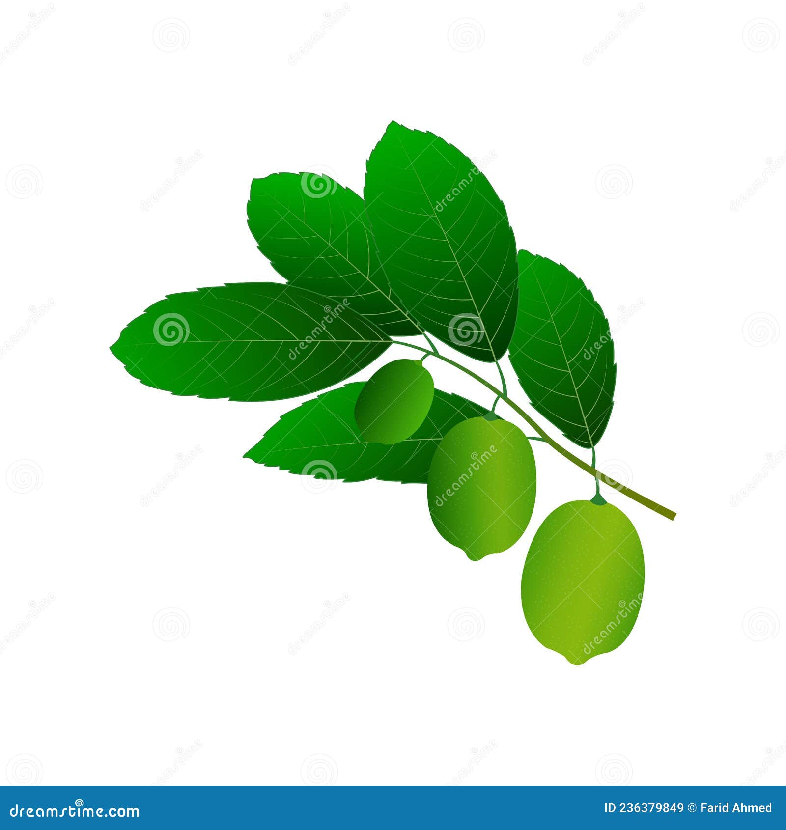 Lemon and Lemon Leaf Vector Illustration and Design Stock Illustration ...