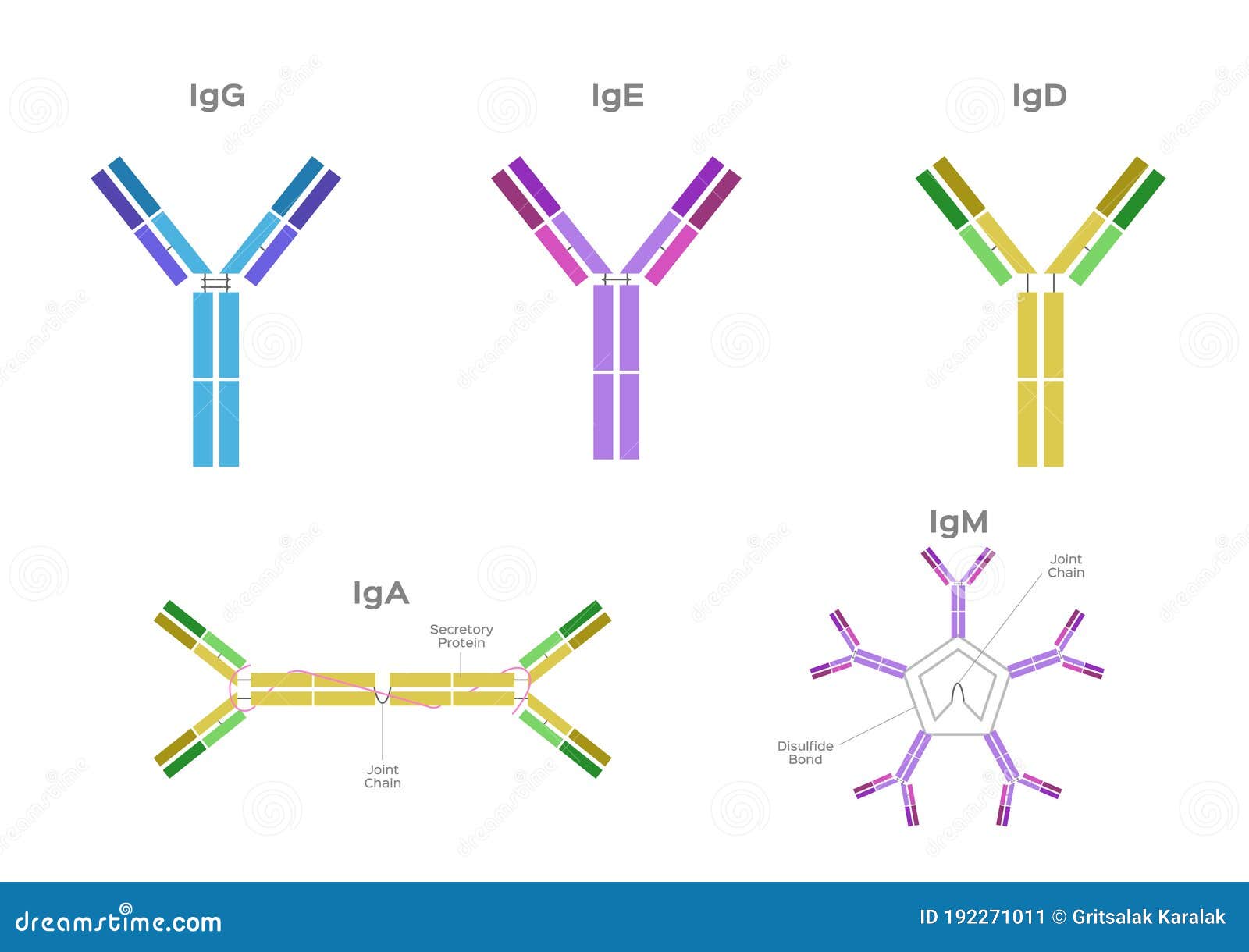 Types Of Antibodies And Immunoglobulin Structure Vector / Infographic ...