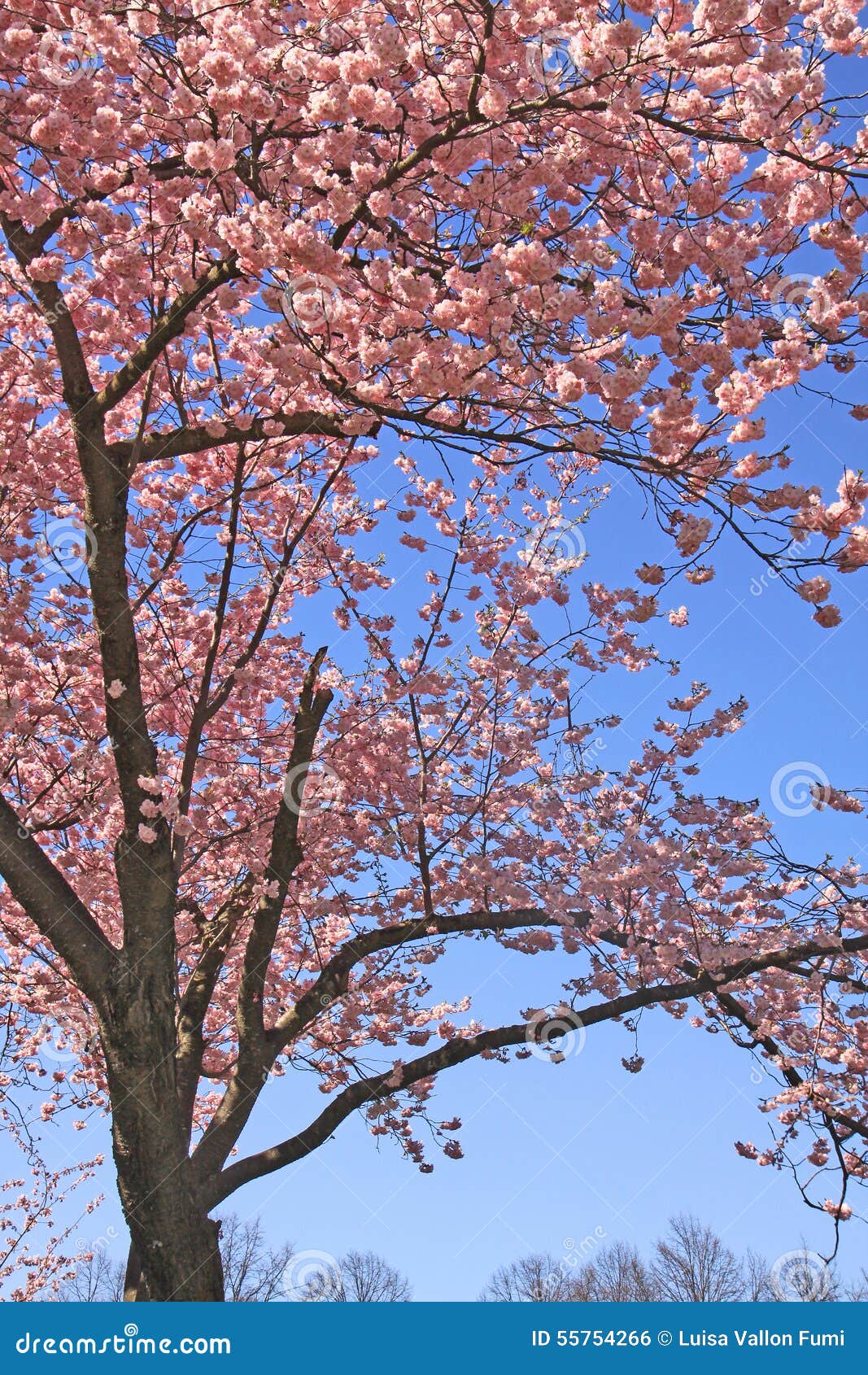 Printemps, Arbre Avec De Belles Fleurs Roses Photo stock - Image du ...
