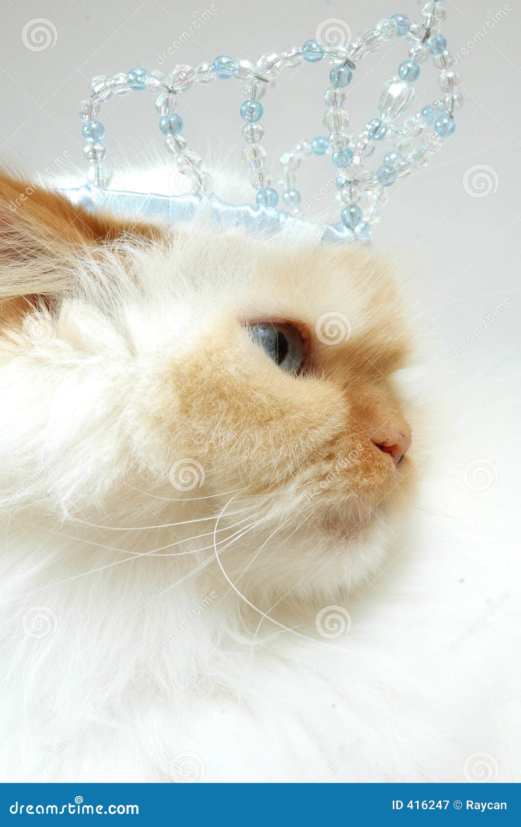 Prinzessin Kitty stockbild. Bild von ausdruck, ausdrucksvoll - 416247