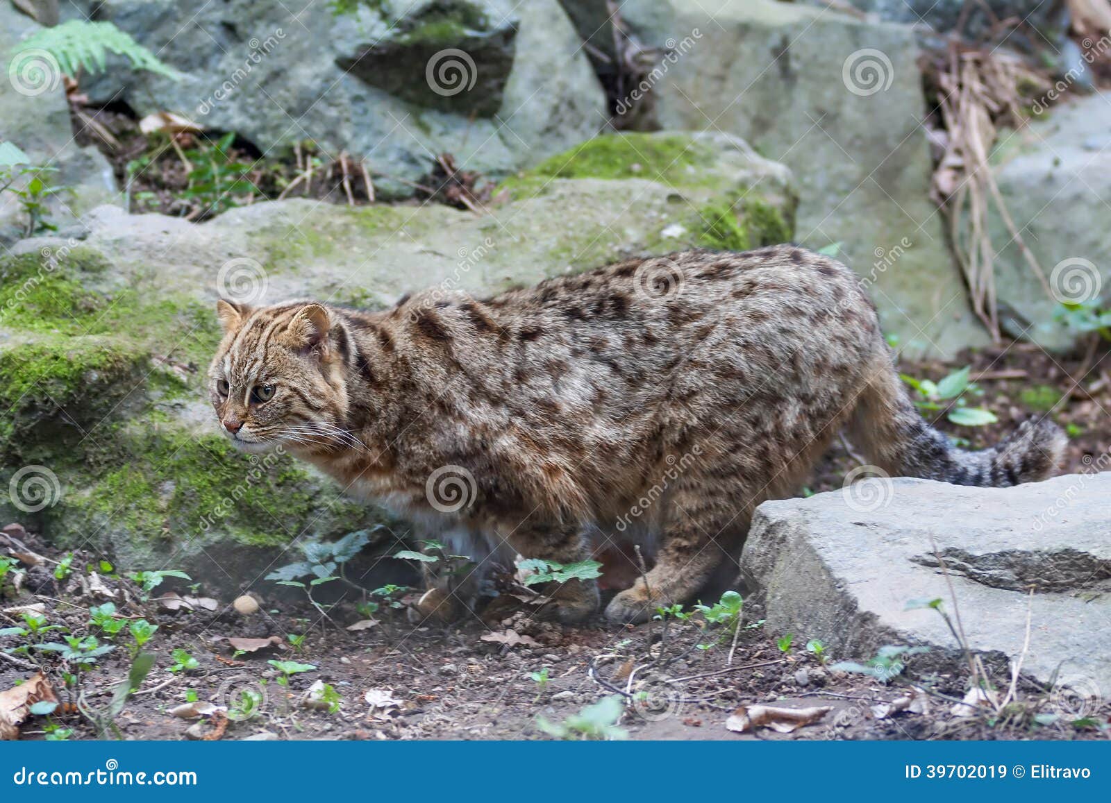 Prionailurus bengalensis stock image. Image of amur, wildcat - 39702019