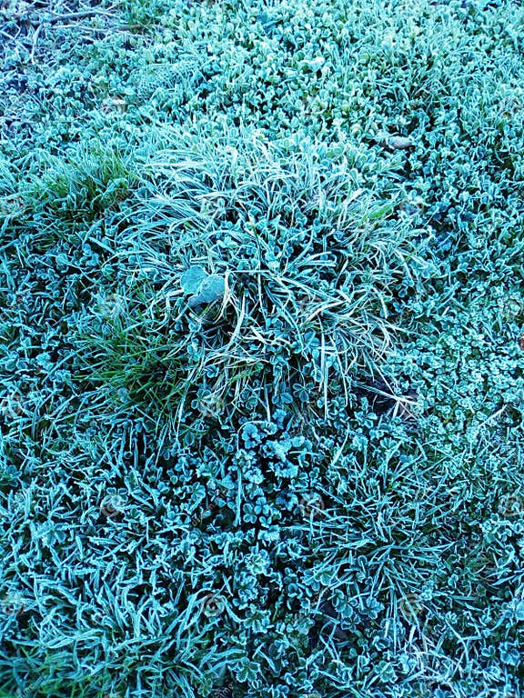 Priroda stock photo. Image of priroda, cate, nature - 111494134