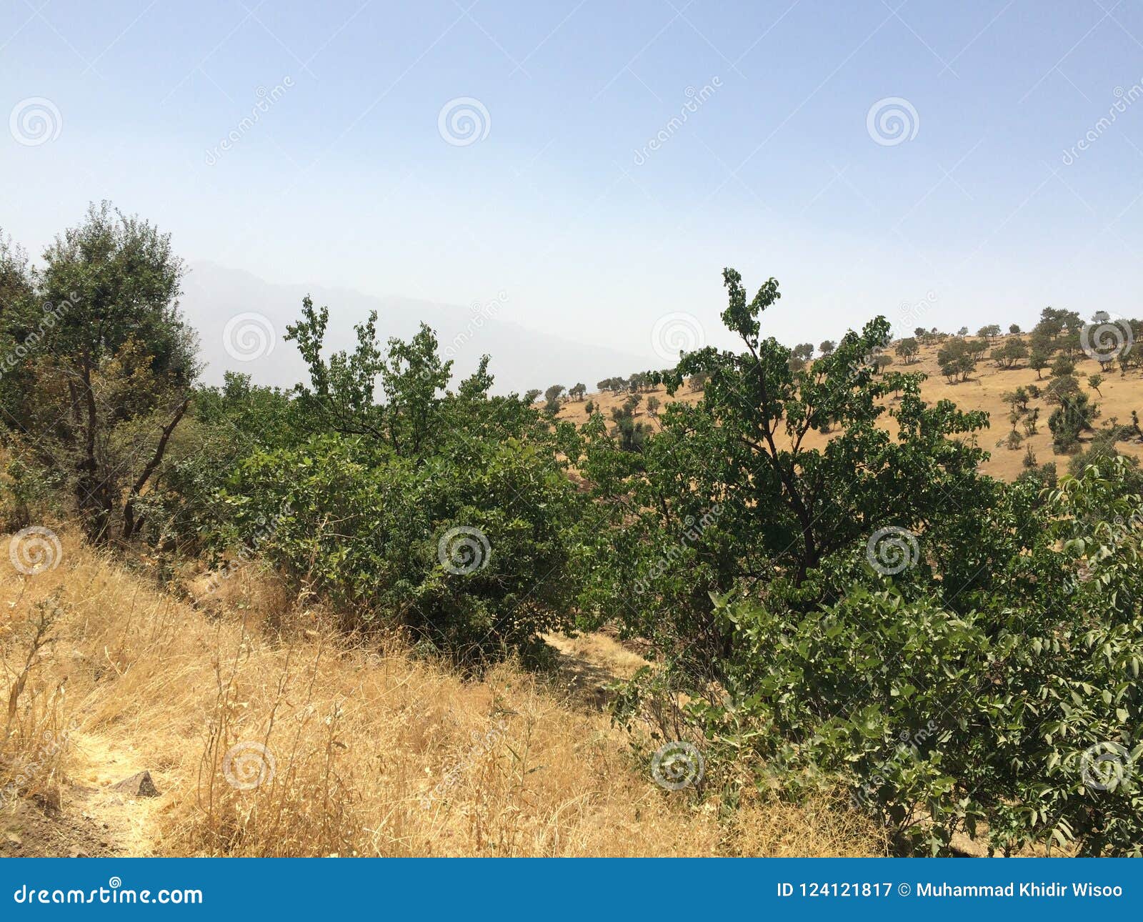 Prise Des Photos De La Nature Verte Image stock - Image du gentil ...