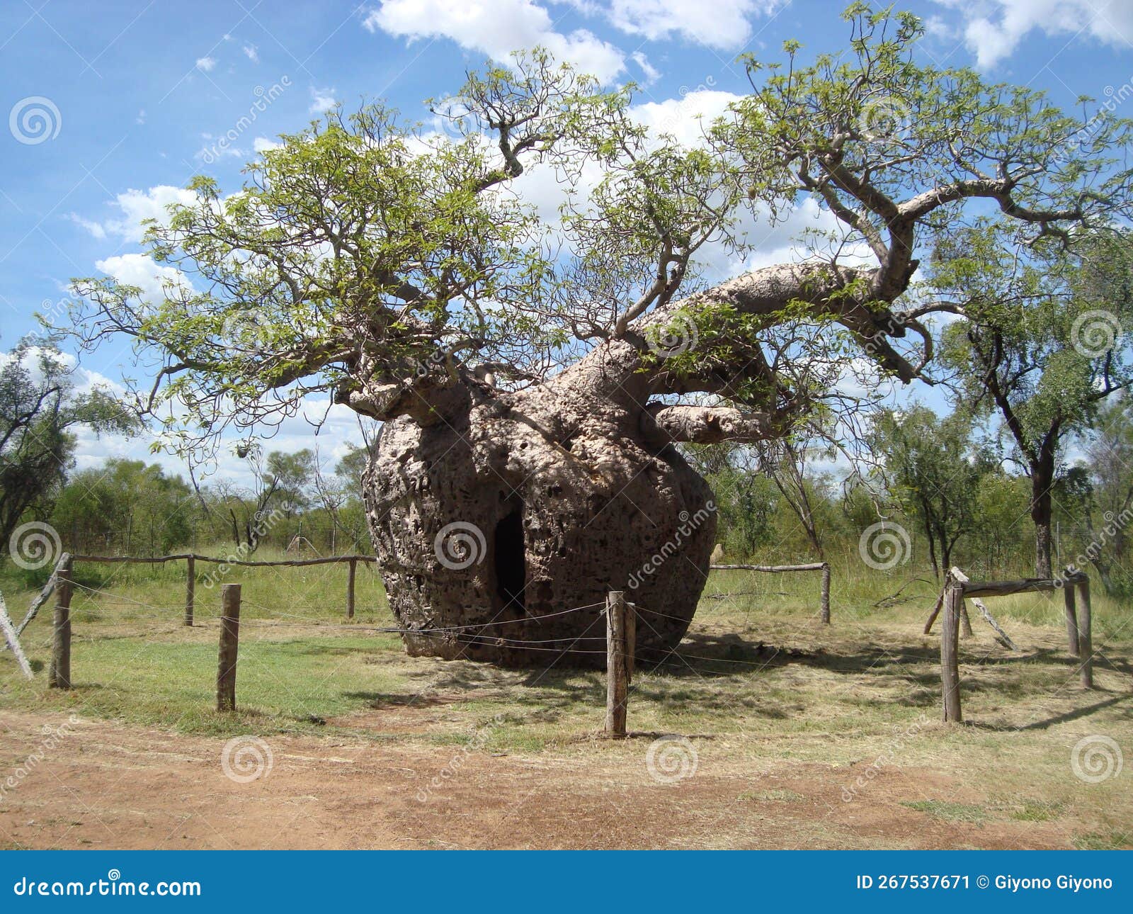 Prison Boab Tree stock image. Image of australia, broome - 267537671