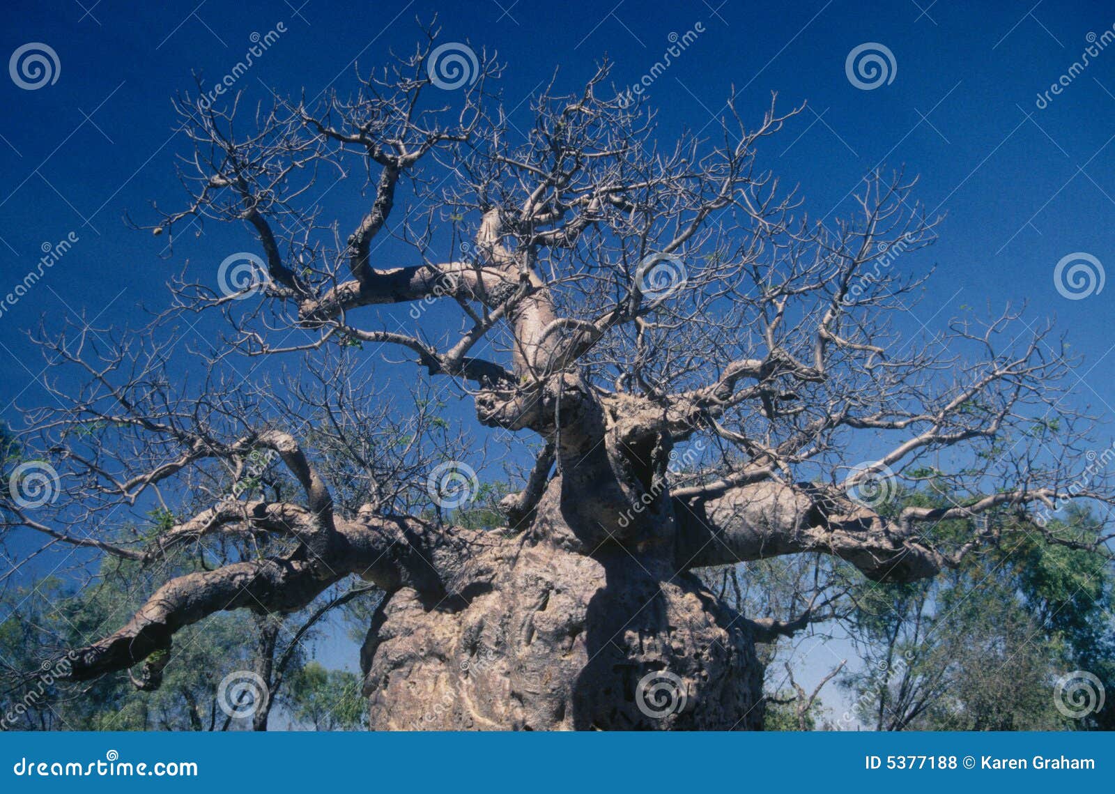 Prison Tree Near Derby, Western Australia Stock Photo - Image of boabob ...