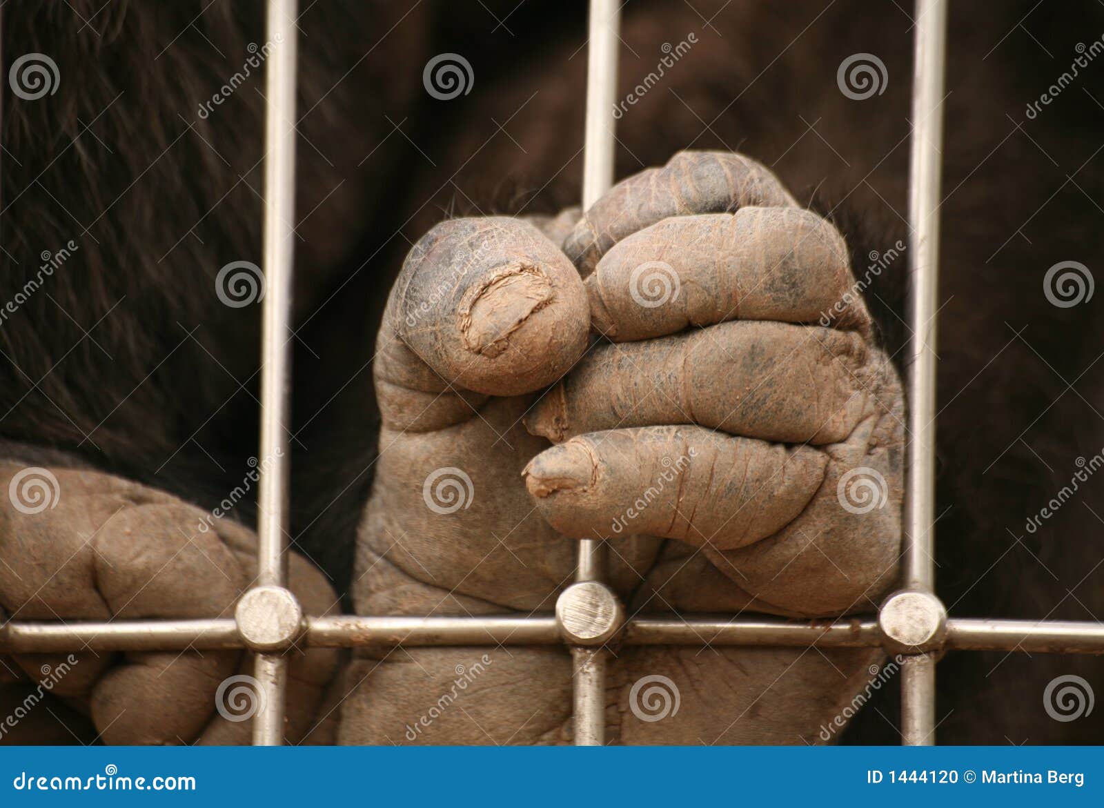 Prisoner stock photo. Image of locked, monkey, cage, rock - 1444120