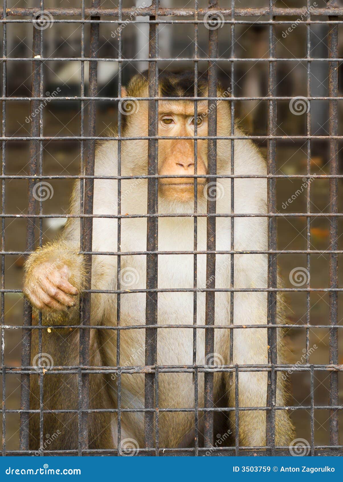 Prisoner stock image. Image of trapped, monkey, prison - 3503759