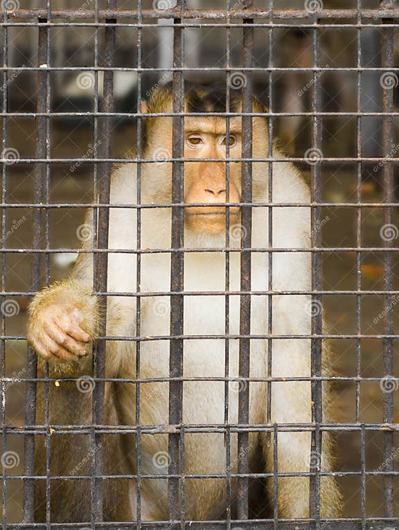 Prisoner stock image. Image of trapped, monkey, prison - 3503759