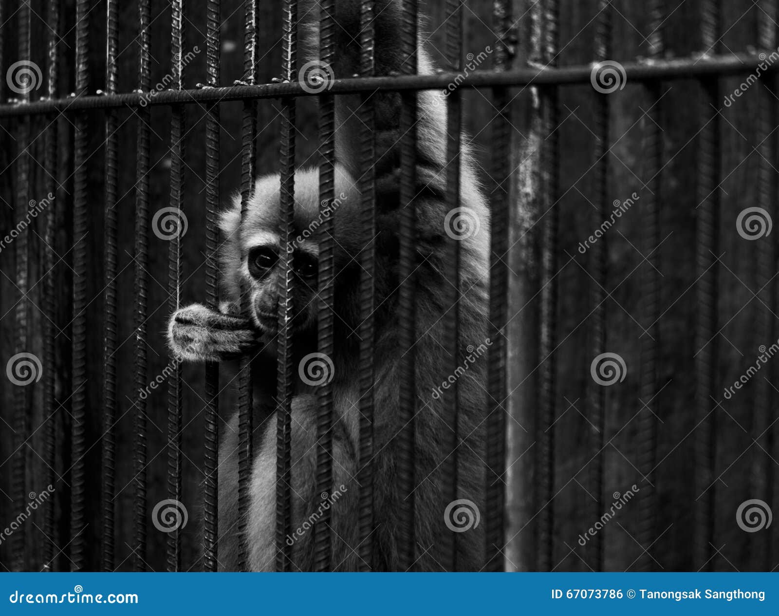 The prisoner stock photo. Image of asia, monkey, prisoner - 67073786