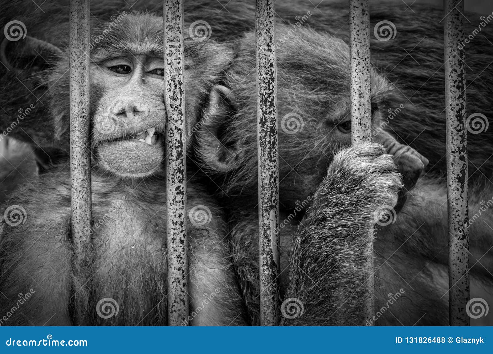 Prisoner stock photo. Image of nature, monkey, bars - 131826488
