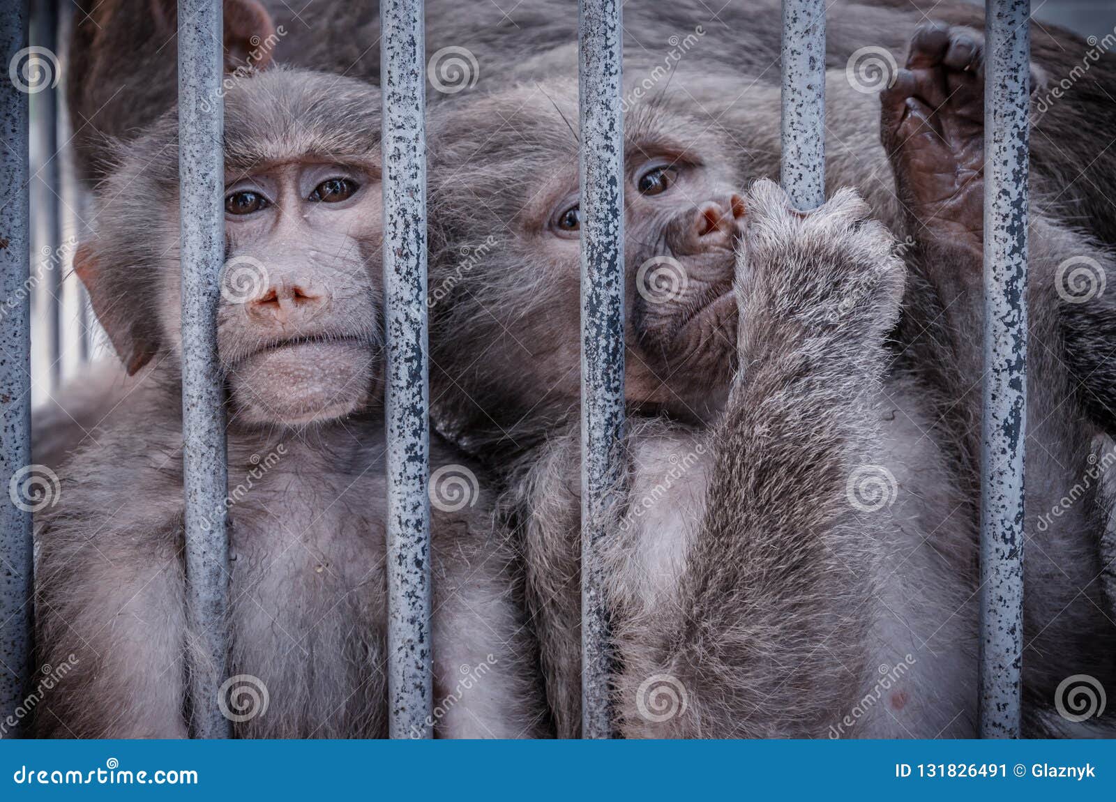 Prisoner stock image. Image of bars, young, animal, monkey - 131826491