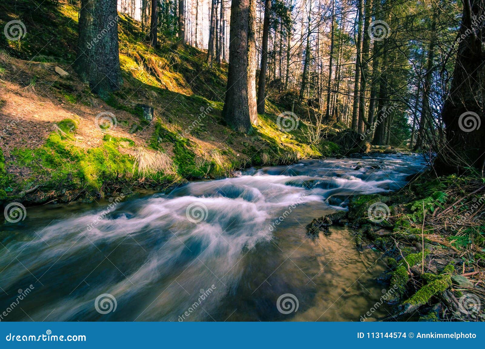 Waters of Fast River Running through Spring Forest Lit by Golden Stock ...