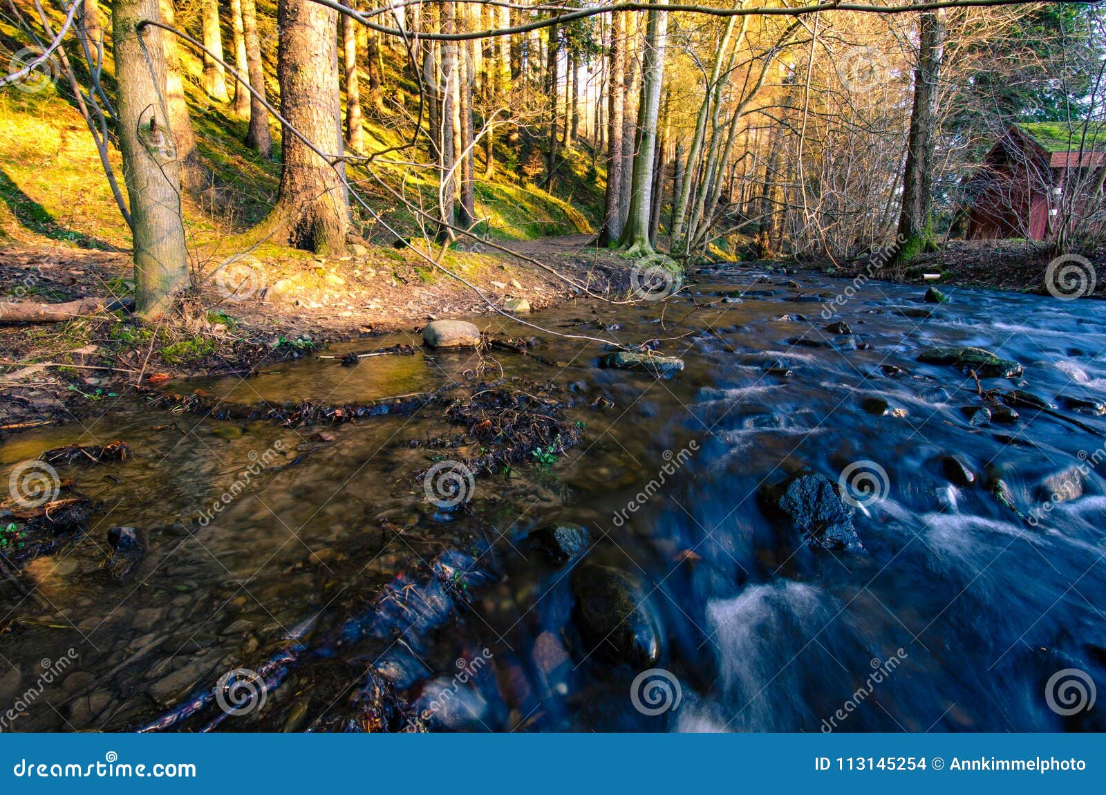 Waters of Fast River Running through Spring Forest Lit by Golden Stock ...