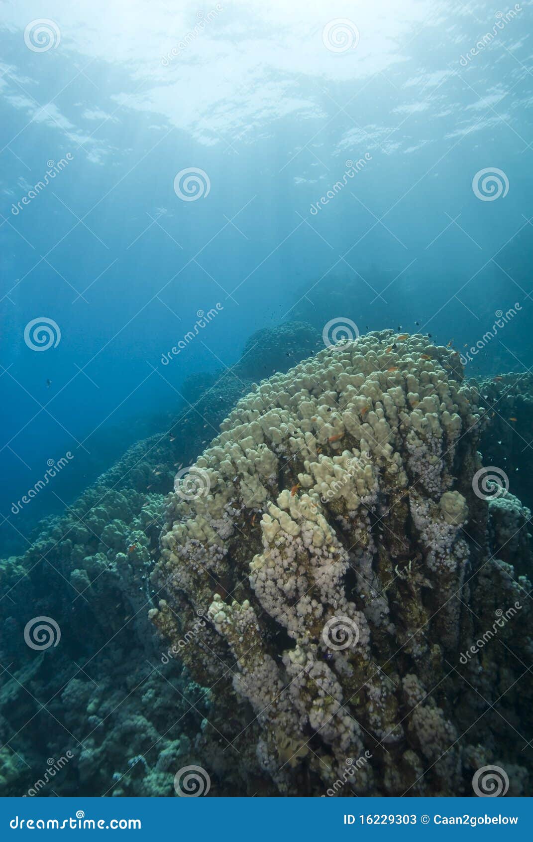 Pristine Colony of Cone Coral in Shallow Water. Stock Image - Image of ...