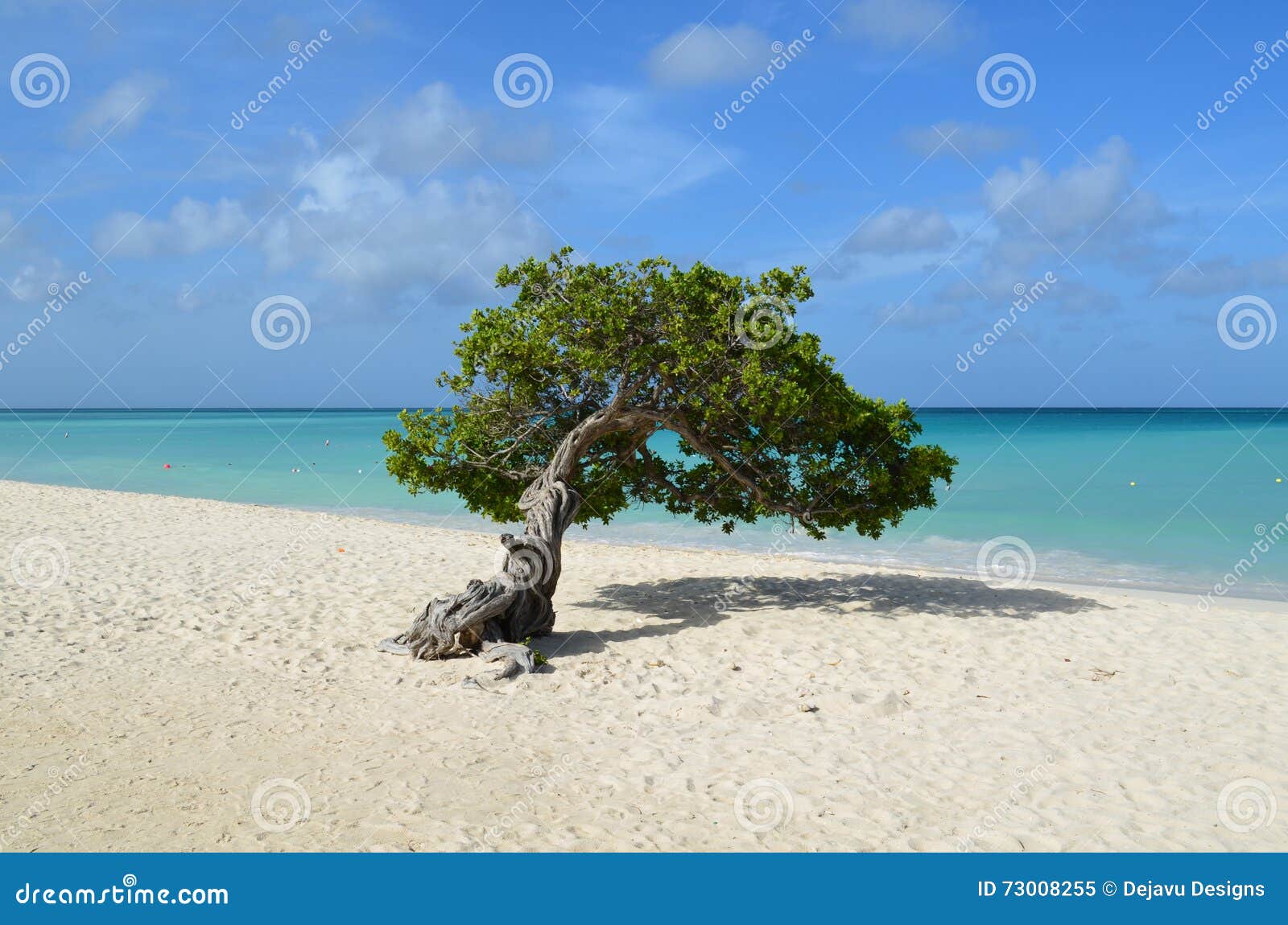 Pristine Divi Divi Tree in Aruba Stock Image - Image of cascalote ...