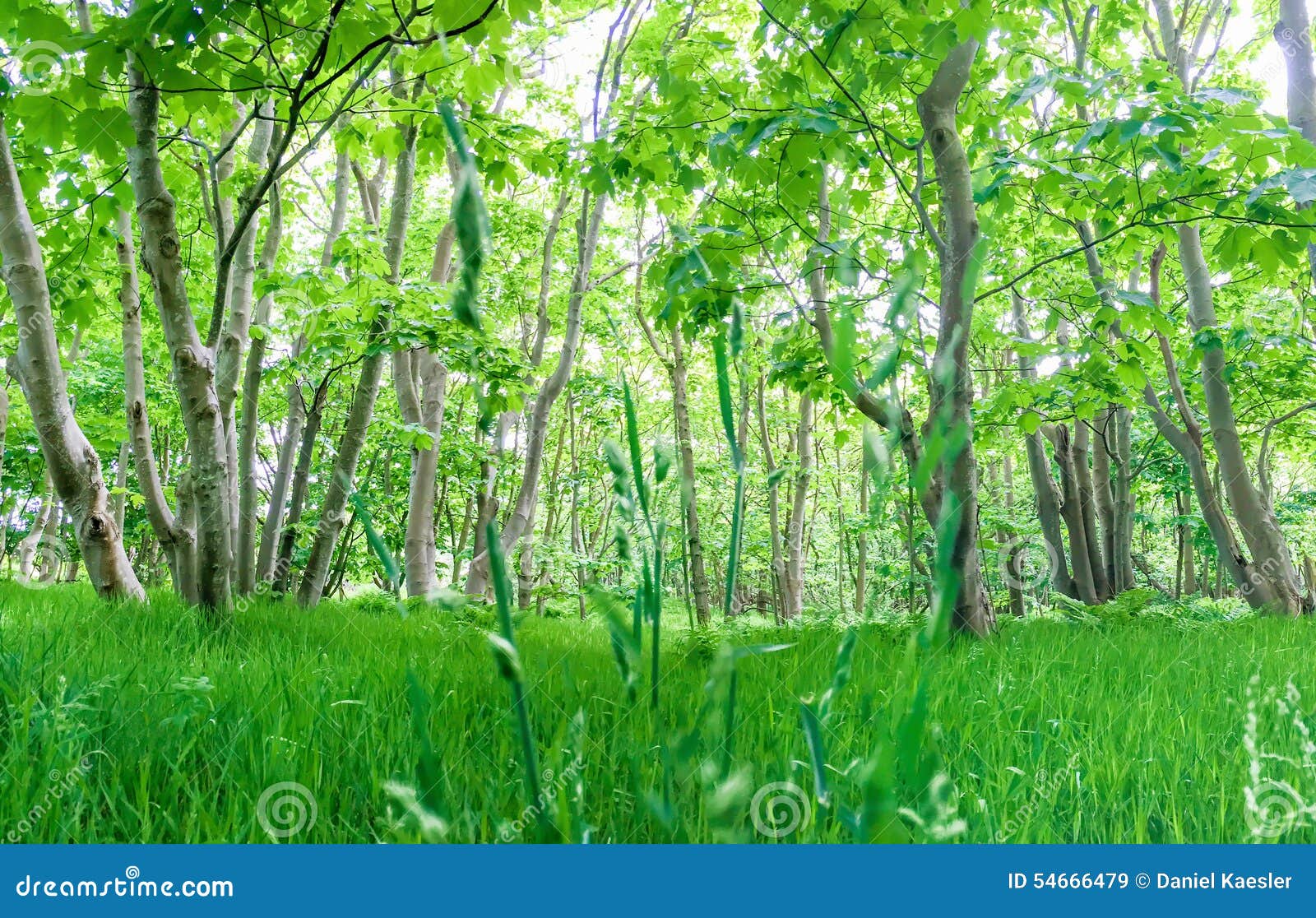 Pristine forest stock image. Image of undergrowth, fine - 54666479