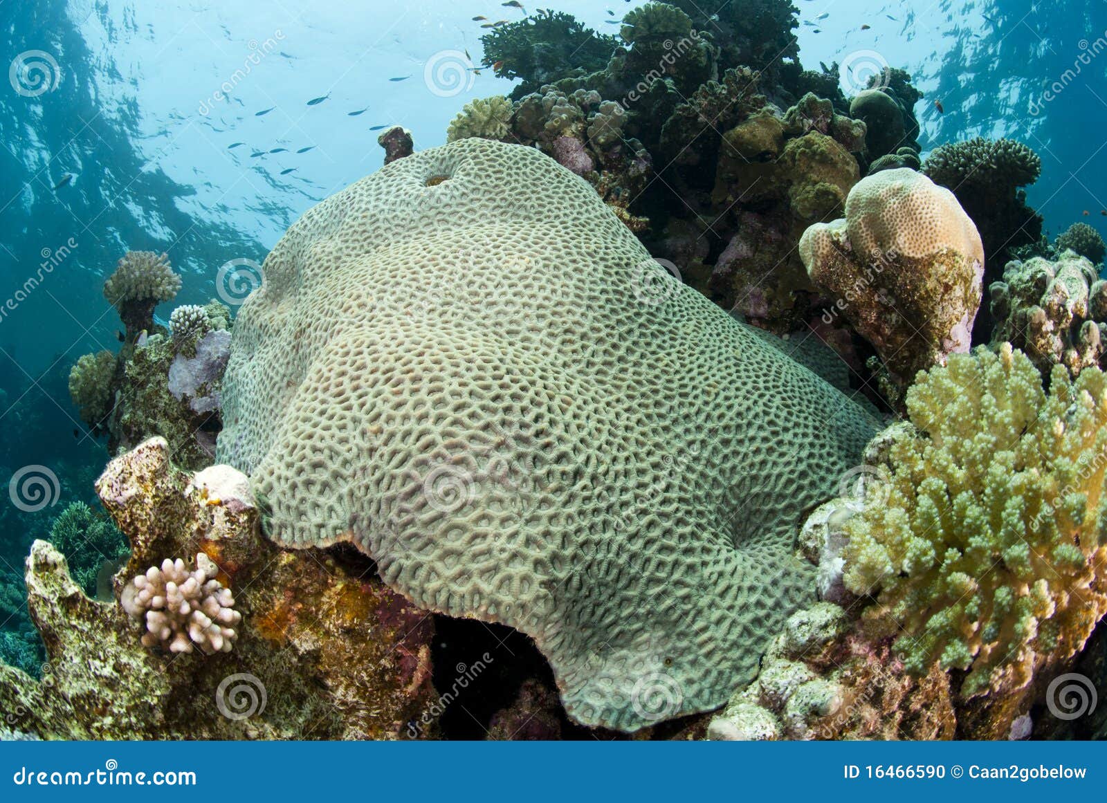 Pristine Hard Coral Formation on a Tropical Reef. Stock Photo - Image ...