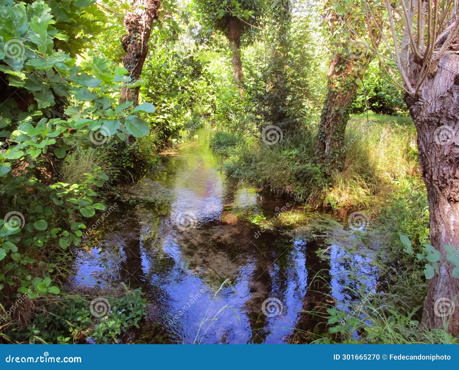 Pristine Nature Landscape with Spring Water Pool and Lush Vegetation ...