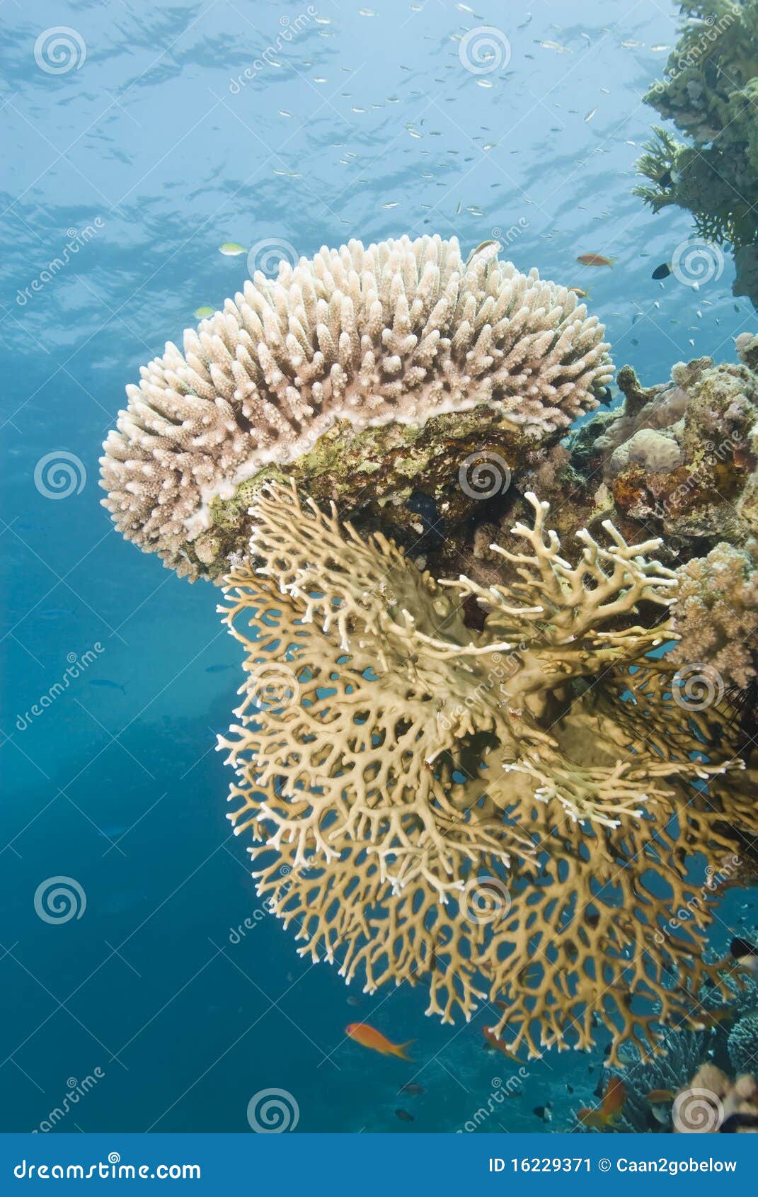 Pristine Raspberry Coral Fire Coral Formation. Stock Image - Image of ...