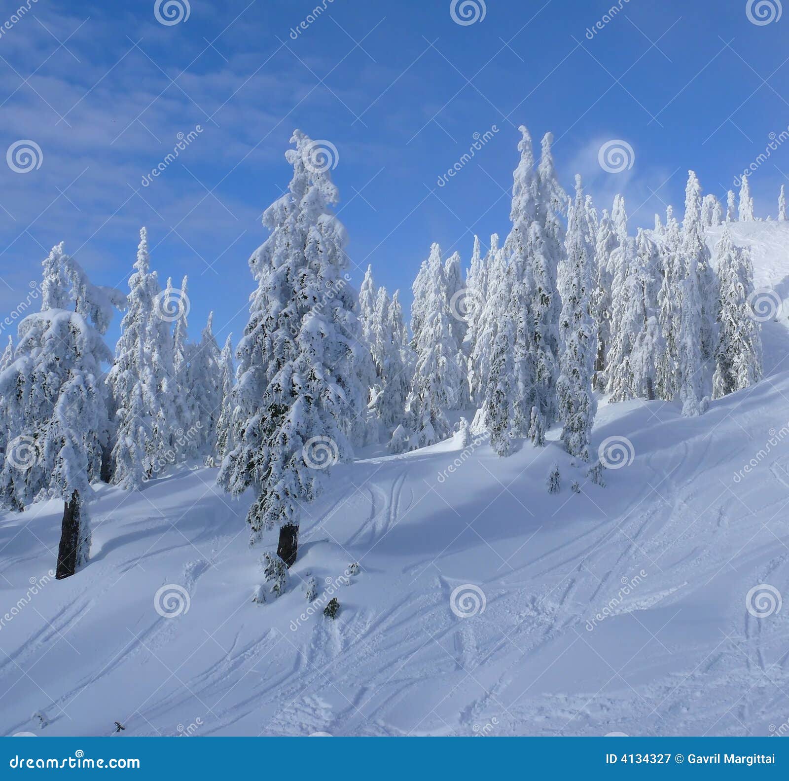 Pristine Snow Trees and Blue Sky Stock Image - Image of wonderland ...