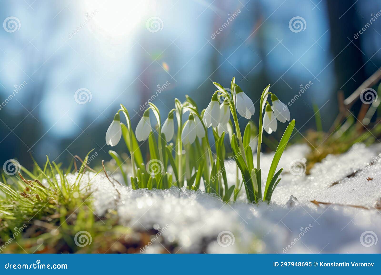 Pristine Snowdrop Clusters Emerging on Snowy Ground in the Forest ...
