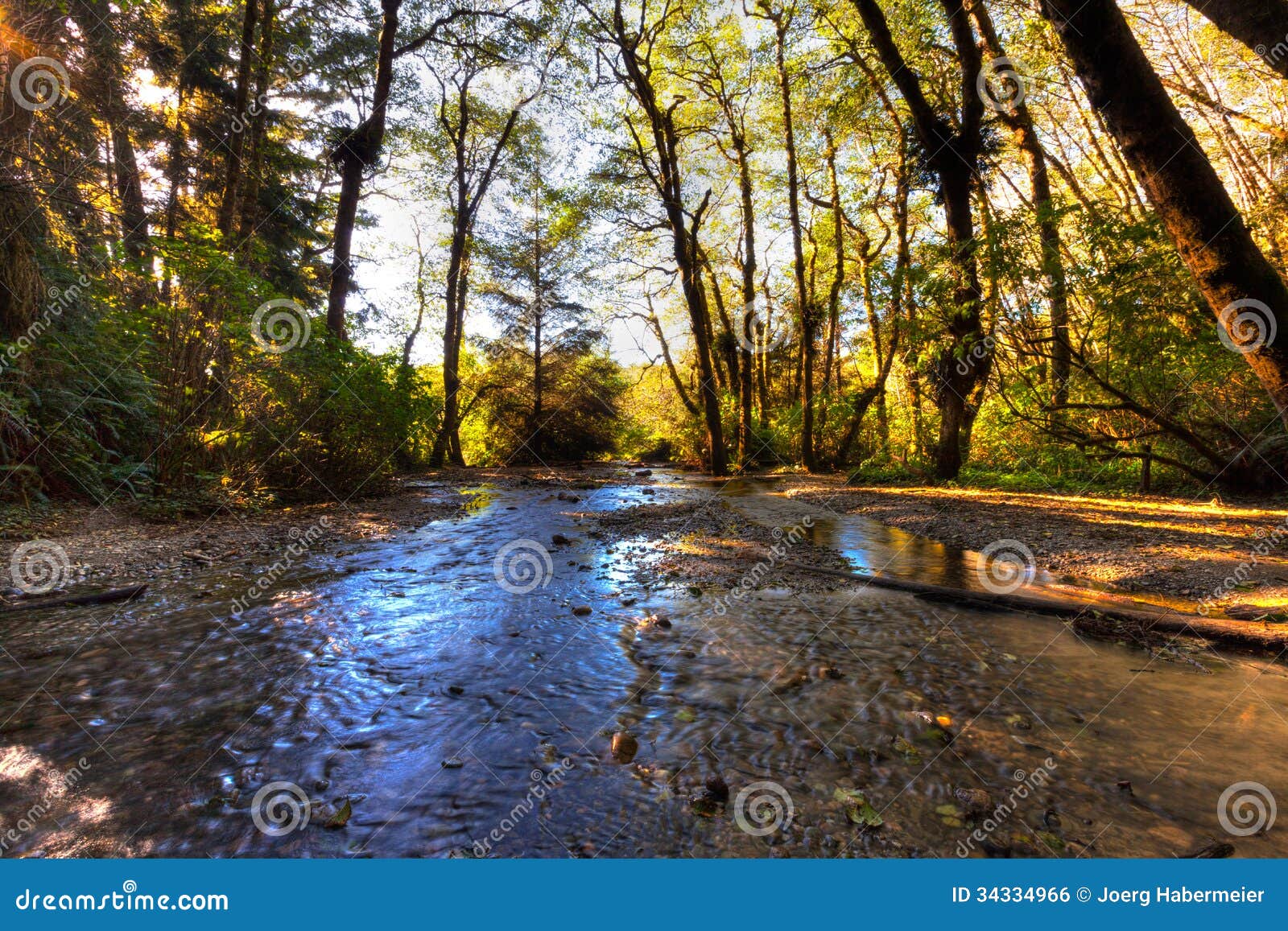 Pristine Stream Under Forest Canopy Stock Photo - Image of beautiful ...