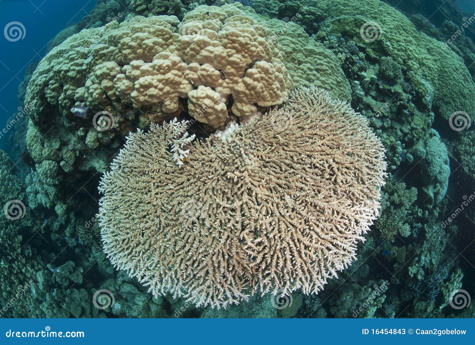Pristine Table Coral Formation. Stock Image - Image of nature, reef ...