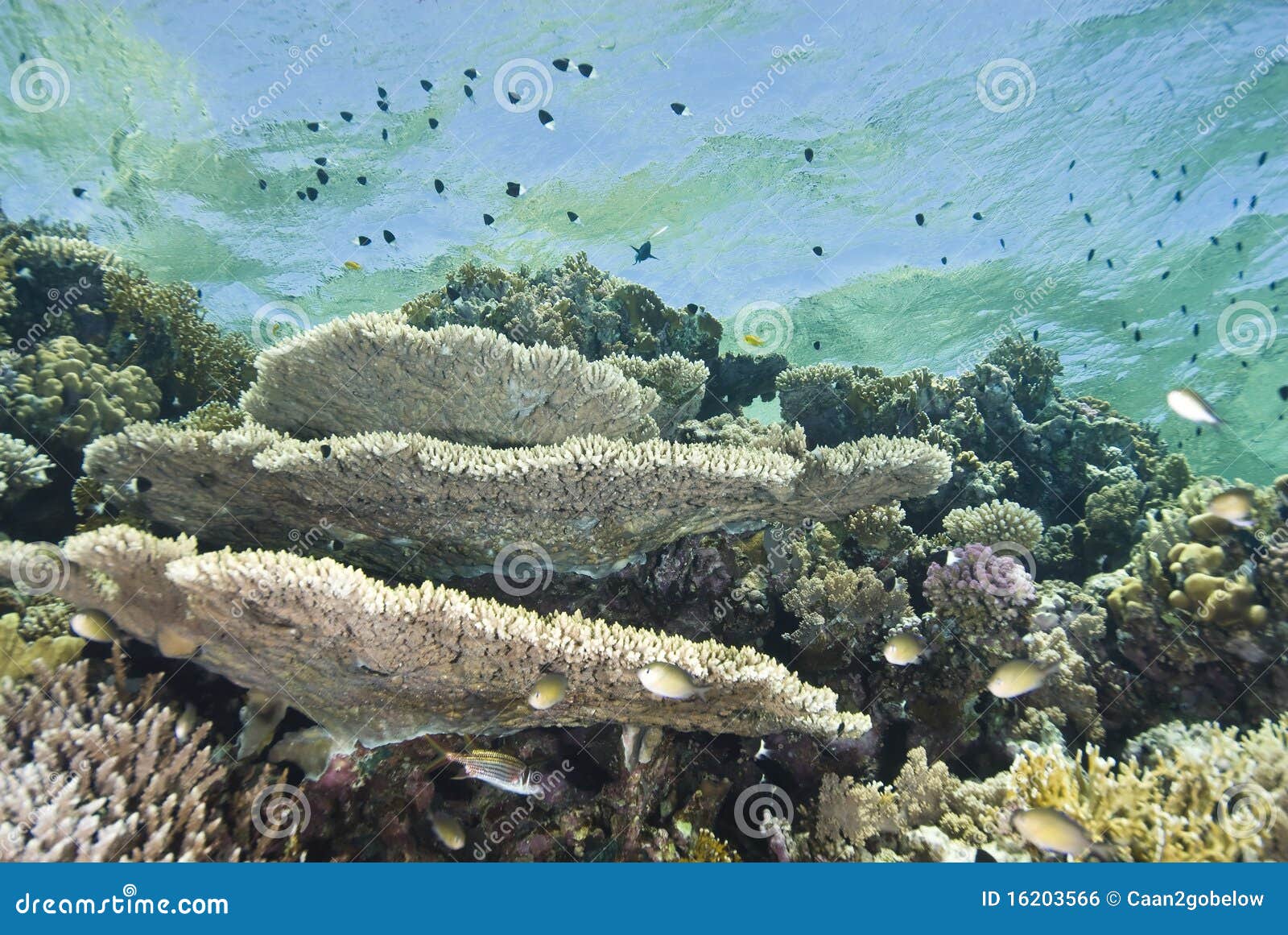 A Pristine Tropical Table Coral Reef. Stock Photo - Image of corals ...