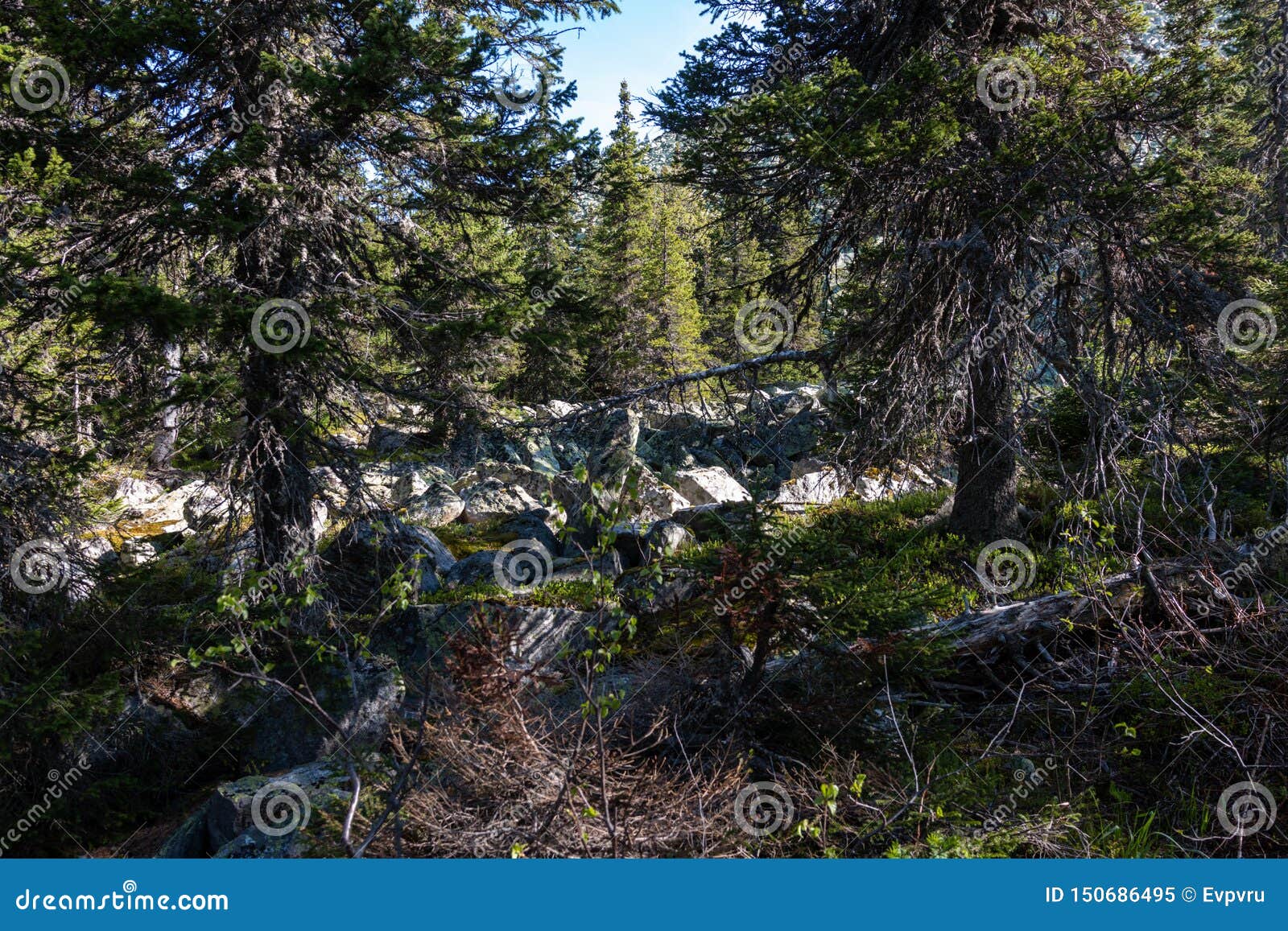 Pristine, Untouched Forest in the Highlands Stock Image - Image of ...