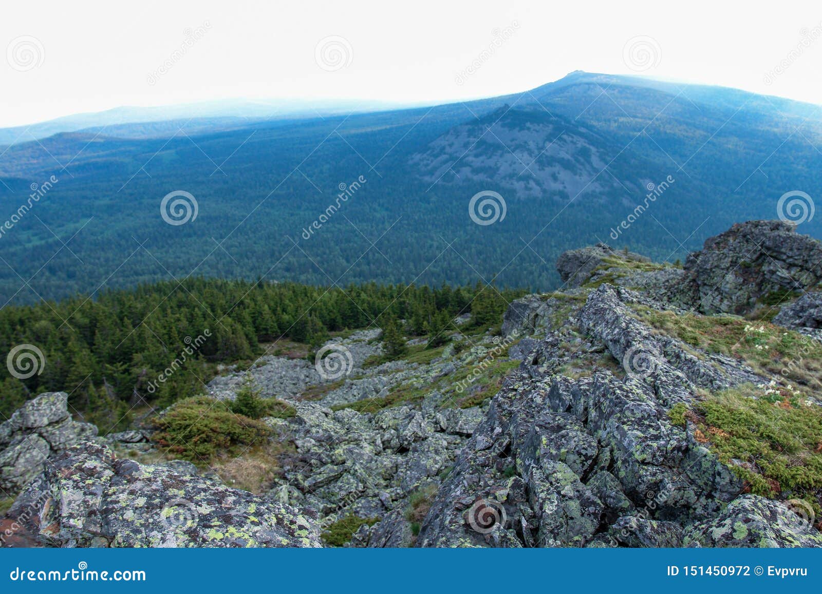 Pristine, Untouched Forest in the Highlands Stock Photo - Image of ...