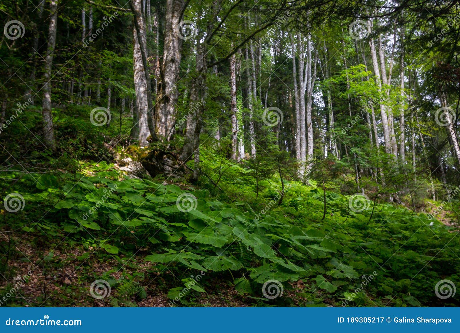 Pristine, Untouched Forest in the Highlands, Green Hills. Stock Image ...