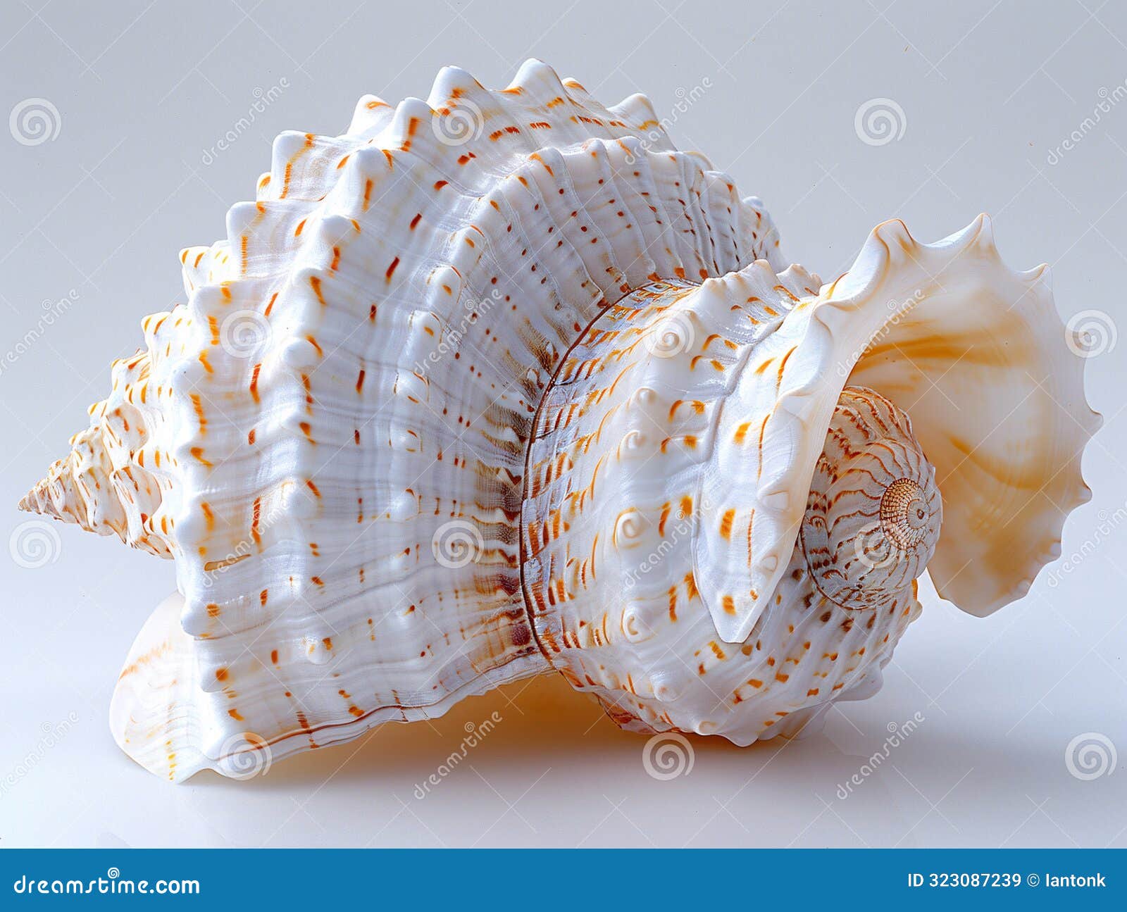 Pristine White Seashell Against a Clean Background Stock Image ...