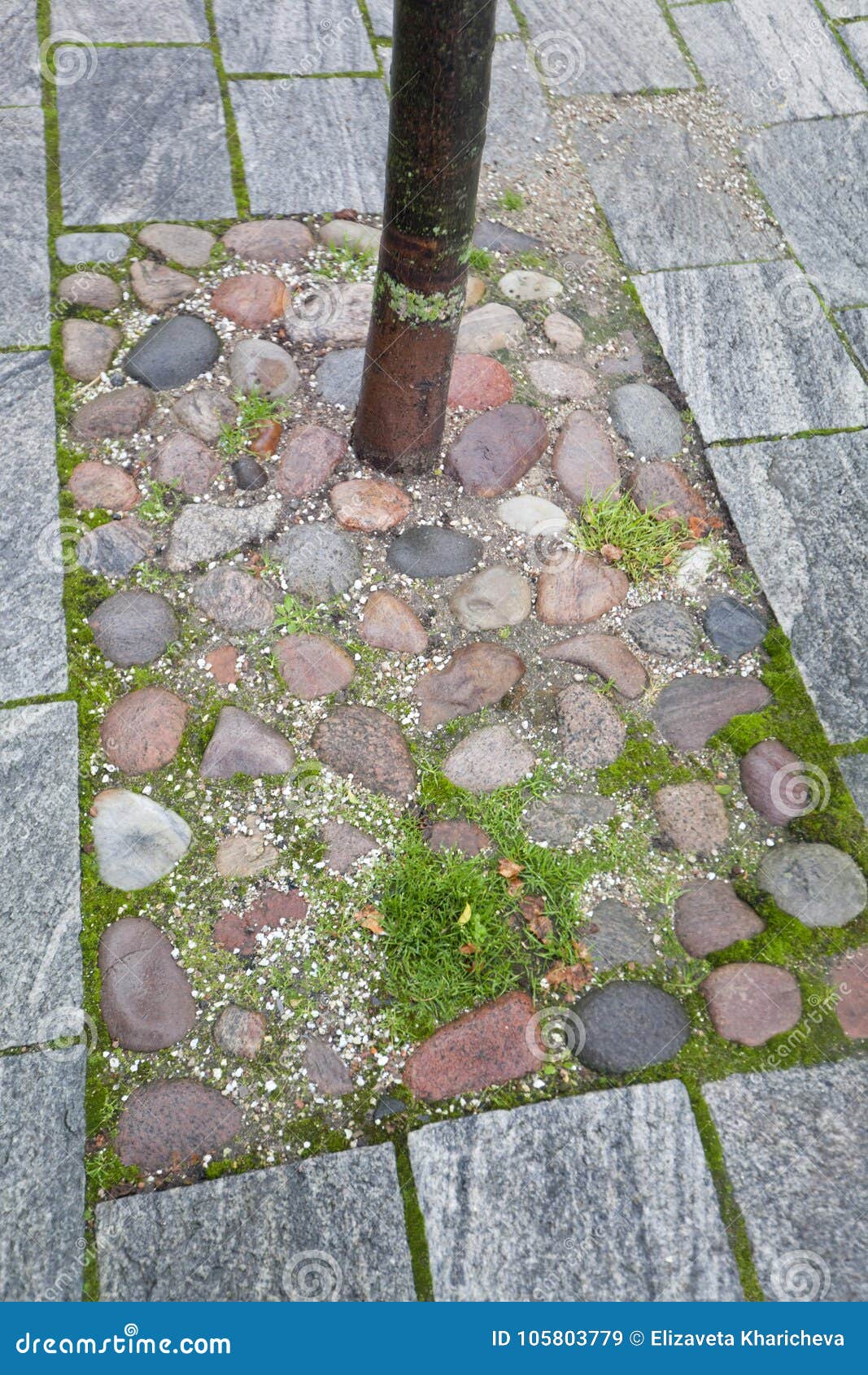 Pristruct Tree Circle - Â Paving Stone Pavement - Granite and Cobbles ...