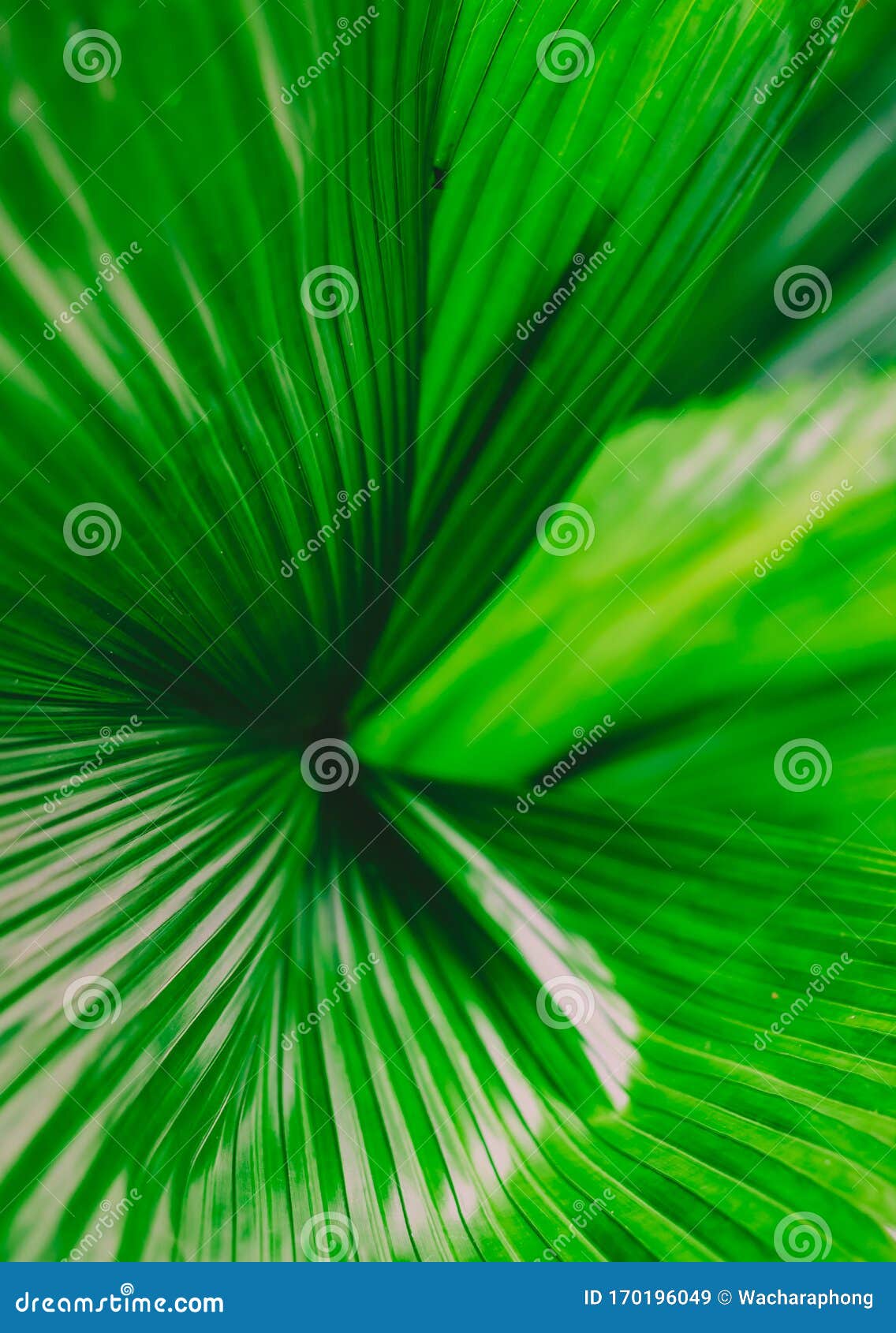 Pritchardia pacifica stock image. Image of close, growth - 170196049
