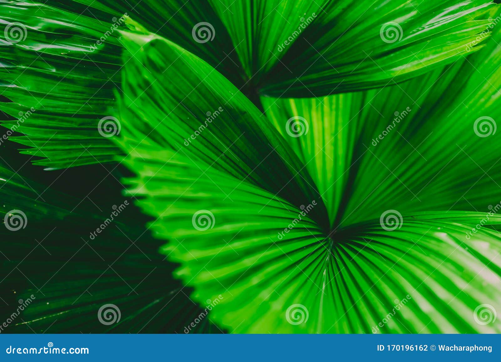 Pritchardia pacifica stock photo. Image of outdoors - 170196162