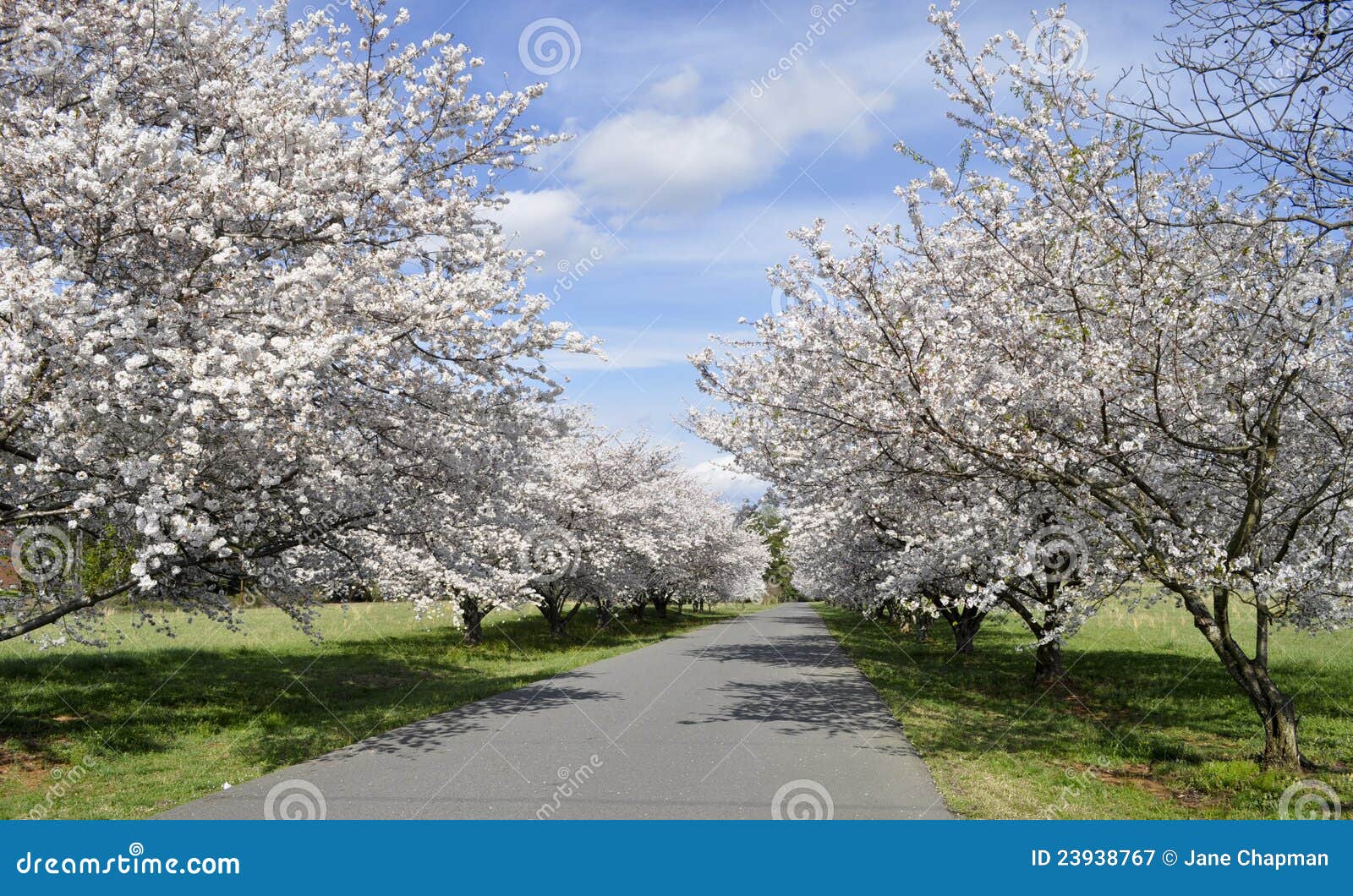 Private Street of Cherry Trees Stock Image - Image of idyllic, flora ...