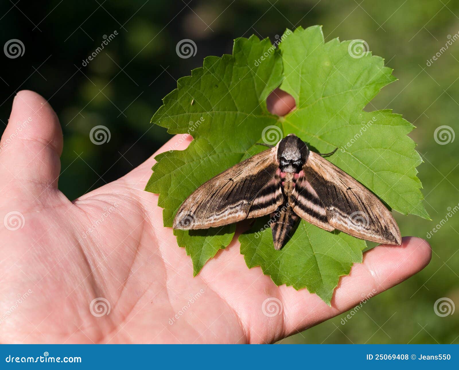 Privet Hawk Moth stock photo. Image of night, garden - 25069408