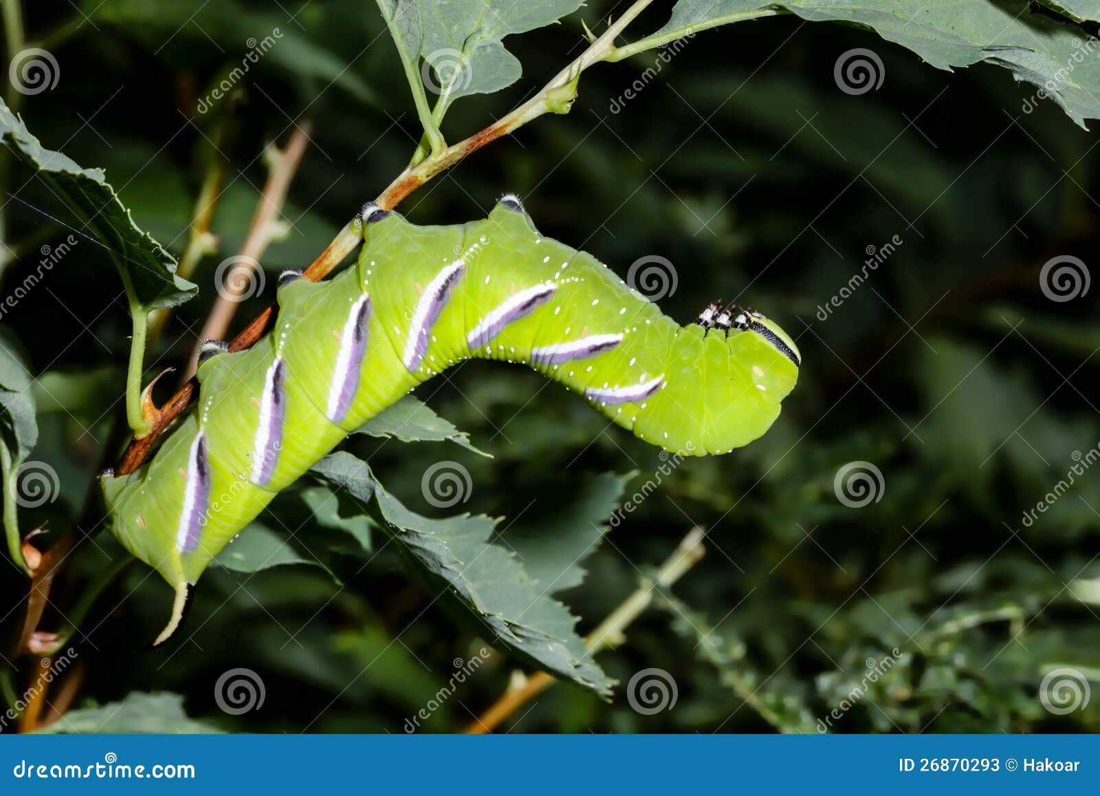 Privet hawk moth, espoo stock image. Image of lepidoptera - 26870293