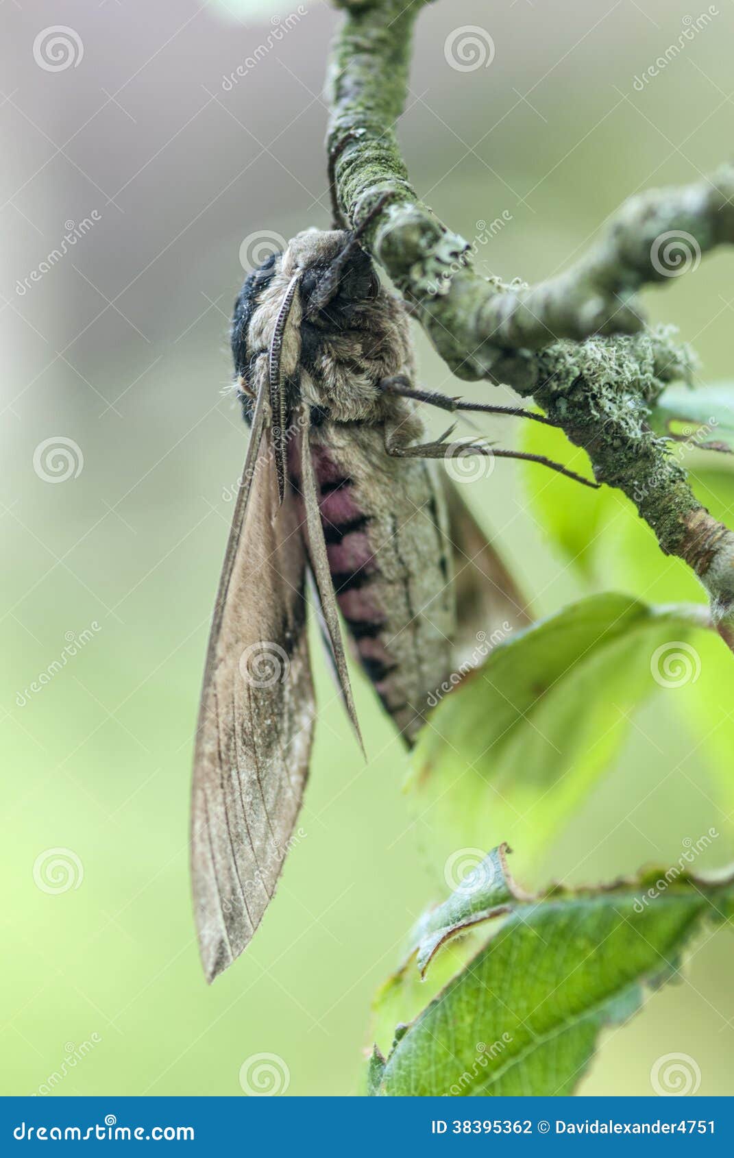 Privet Hawk Moth, Sphinx Ligustri Stock Photo - Image of sphinx, moth ...