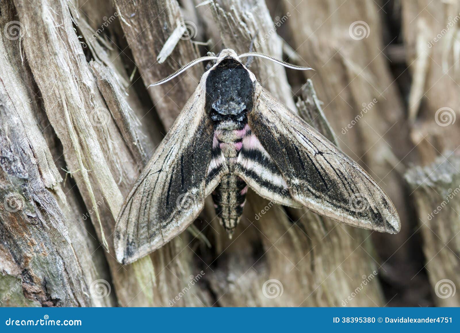 Privet Hawk Moth, Sphinx Ligustri Stock Photo - Image of entomology ...