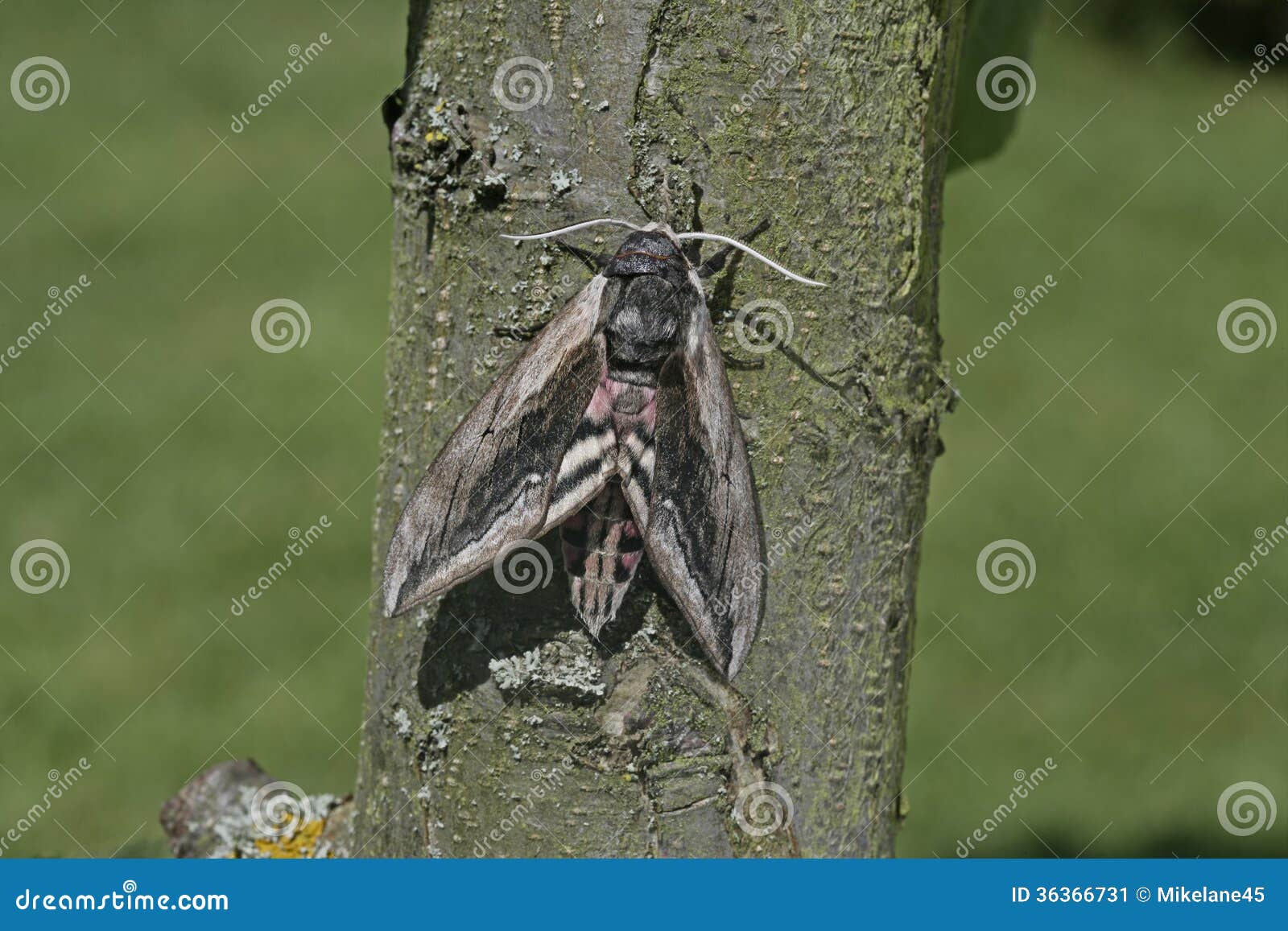 Privet Hawk Moth, Sphinx Ligustri Stock Image - Image of arthropod ...