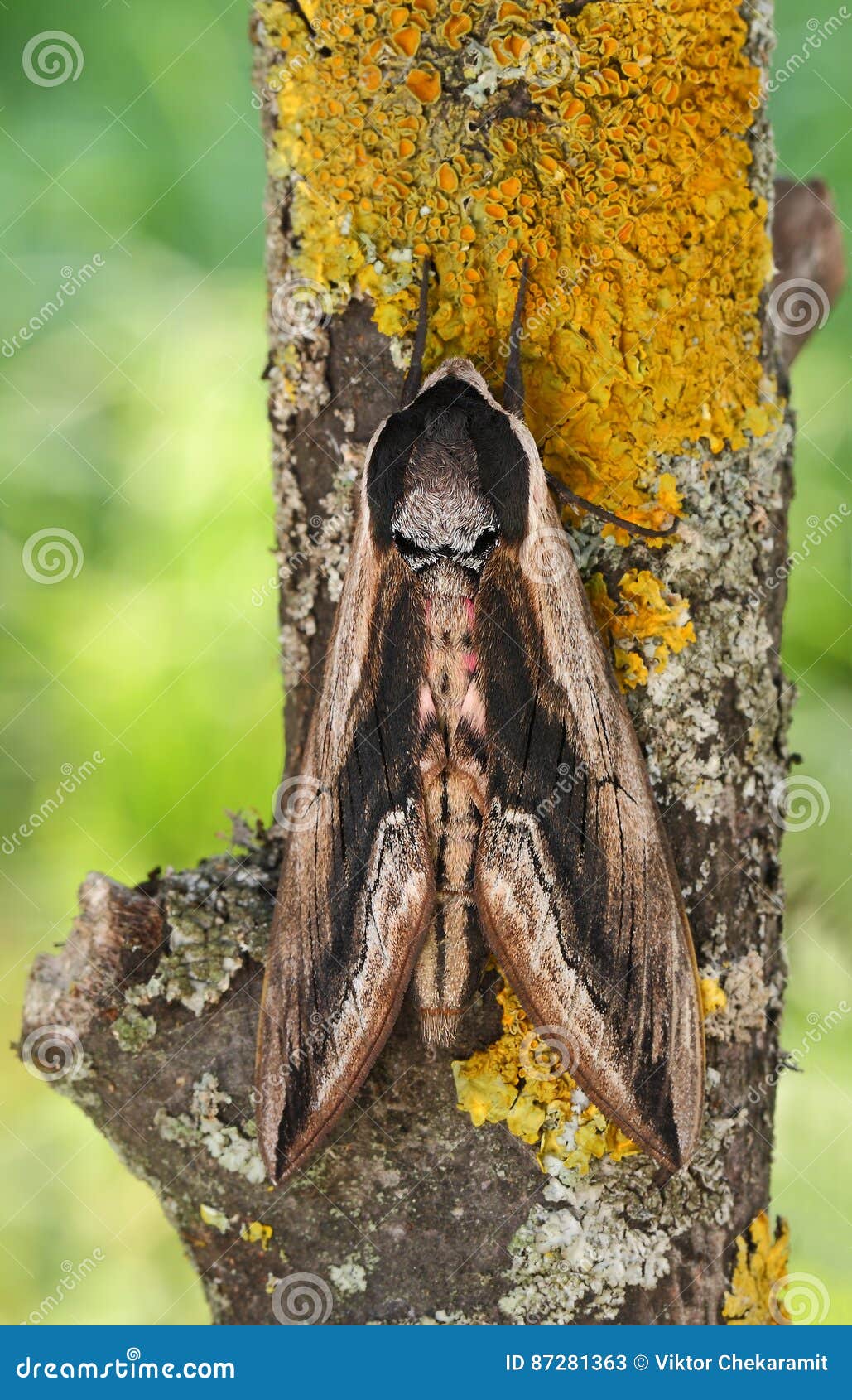 Mothsphinx Ligustri Stock Photos - Free & Royalty-Free Stock Photos ...