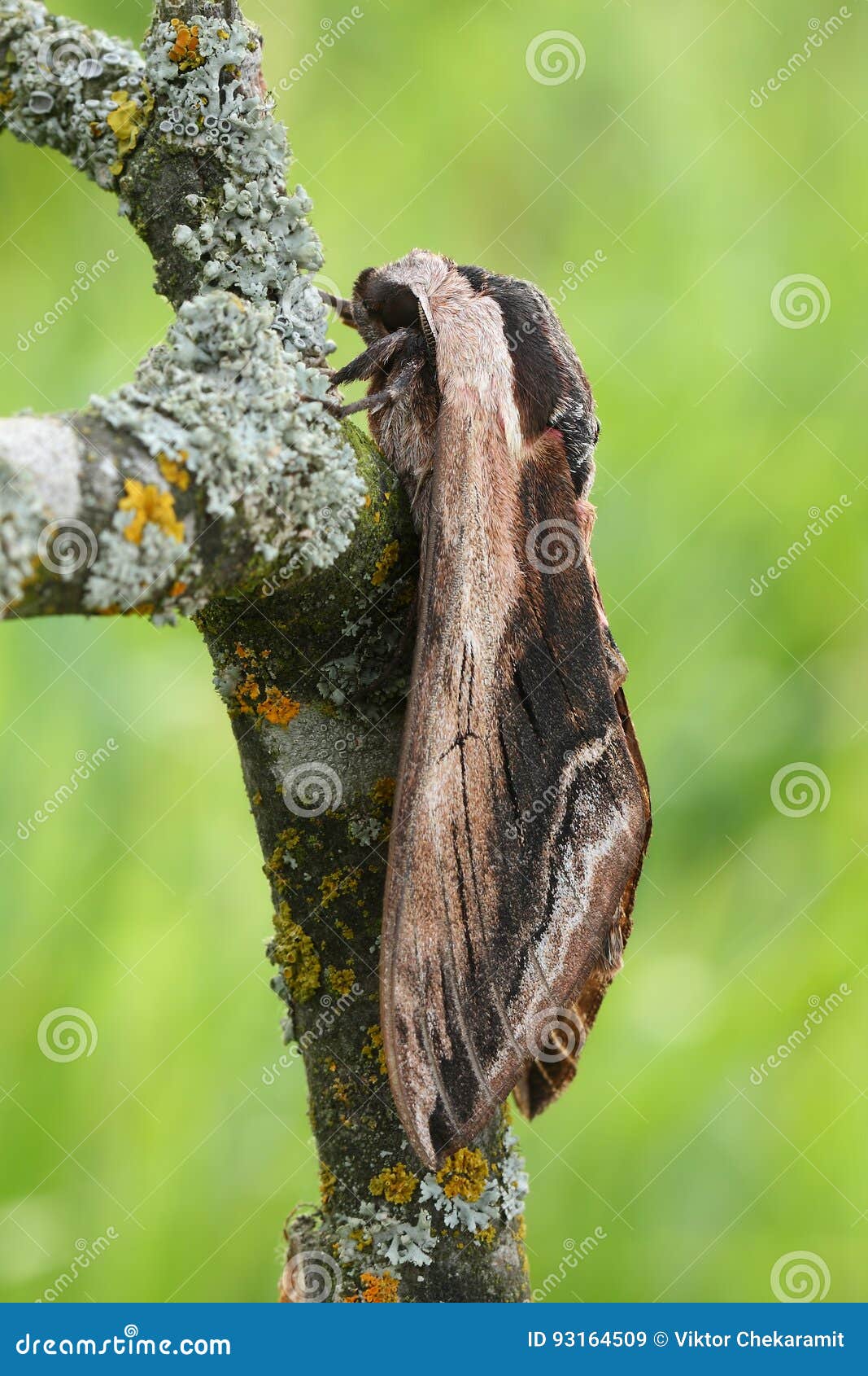 Privet Hawk MothSphinx Ligustri Stock Image - Image of biodiversity ...